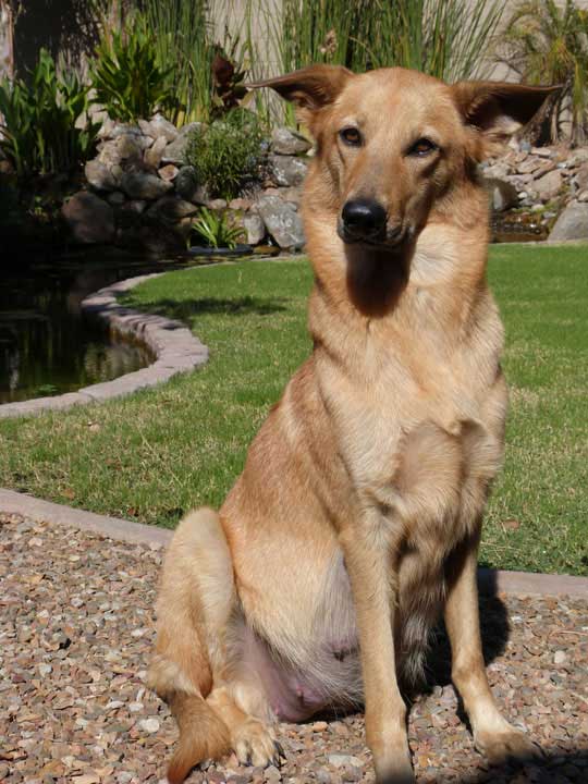 Chinook Puppies: Sun God Litter - Birth