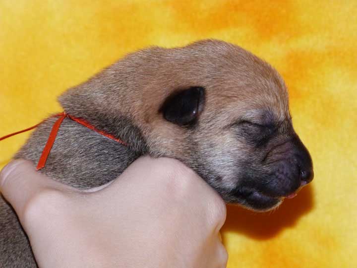 Chinook Puppies: Sun God Litter - Birth
