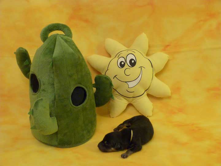 Chinook Puppies: Sun God Litter - Birth