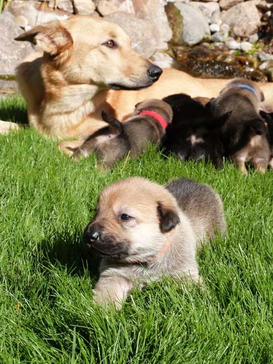 Chinook Puppies: Sun God Litter - Week 3