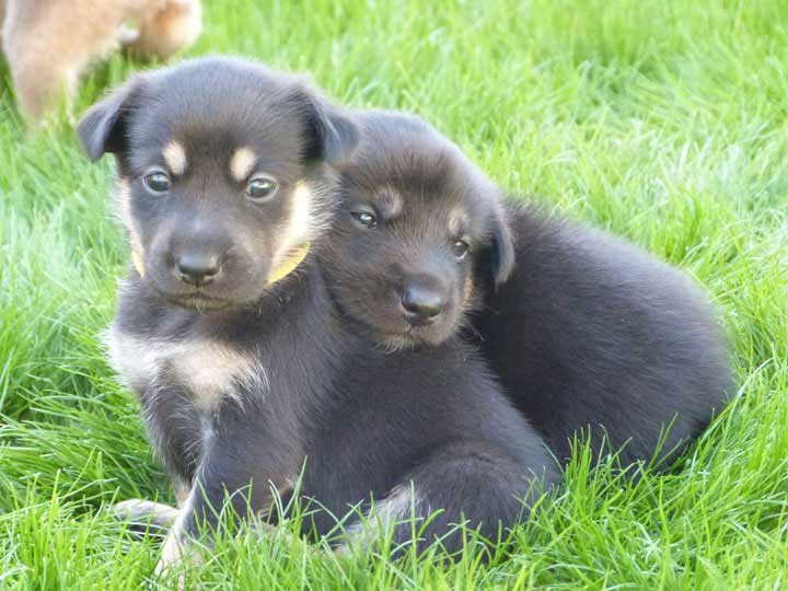 Chinook Puppies: Sun God Litter - Week 3