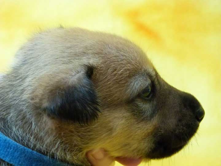 Chinook Puppies: Sun God Litter - Week 3