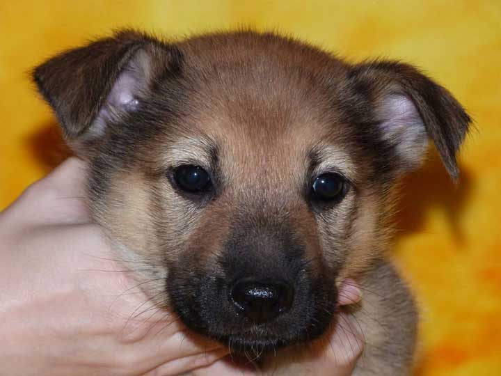 Chinook Puppies: Sun God Litter - Week 5