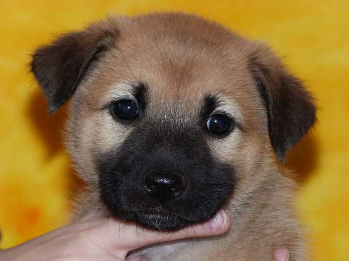 Chinook Puppies: Sun God Litter - Week 5