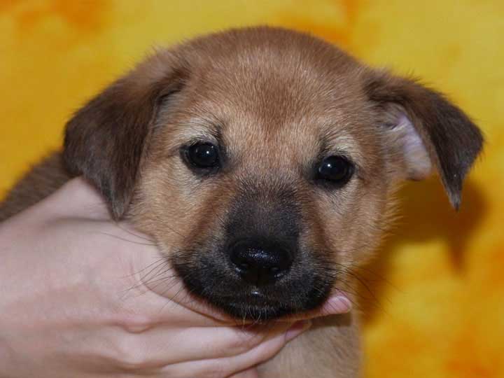 Chinook Puppies: Sun God Litter - Week 5