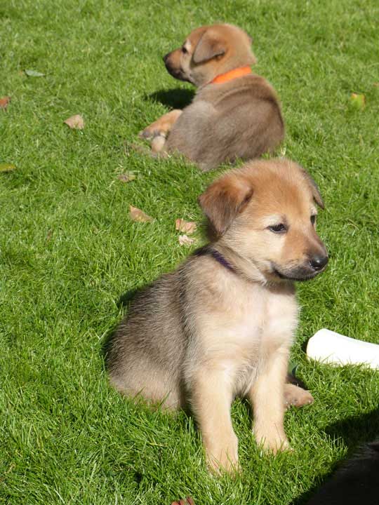 Chinook Puppies: Sun God Litter - Week 6