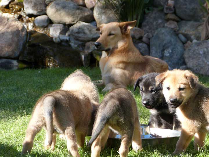 Chinook Puppies: Sun God Litter - Week 6
