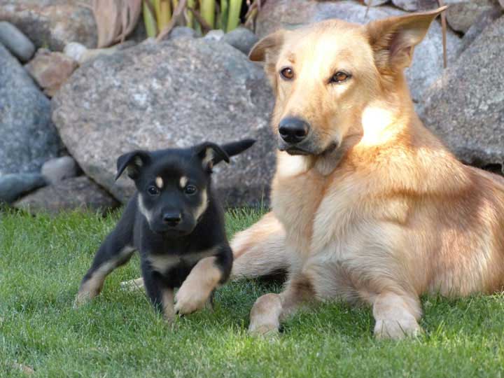 Chinook Puppies: Sun God Litter - Week 6