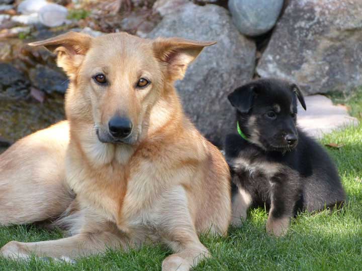 Chinook Puppies: Sun God Litter - Week 6
