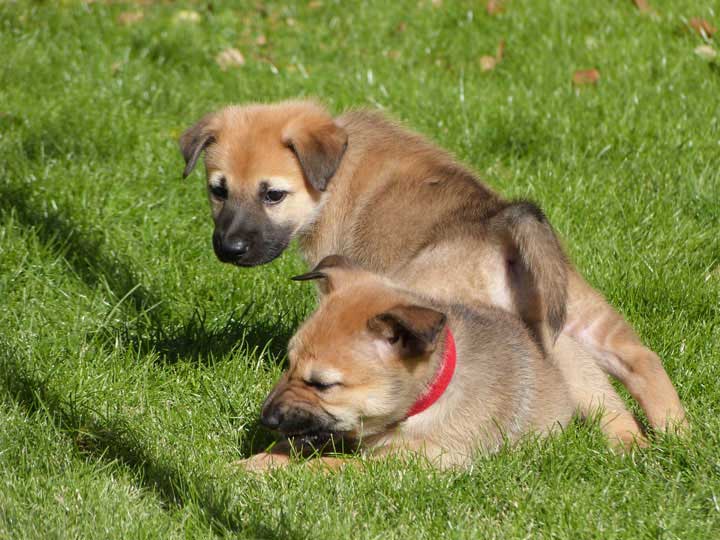 Chinook Puppies: Sun God Litter - Week 6