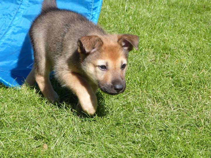 Chinook Puppies: Sun God Litter - Week 6