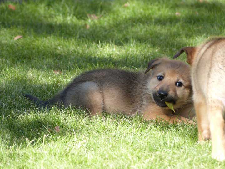 Chinook Puppies: Sun God Litter - Week 6