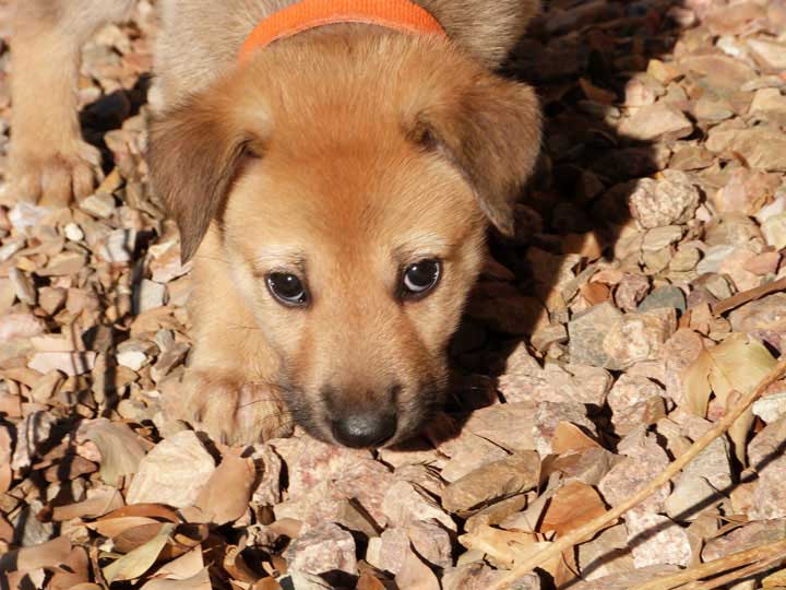 Chinook Puppies: Sun God Litter - Week 6