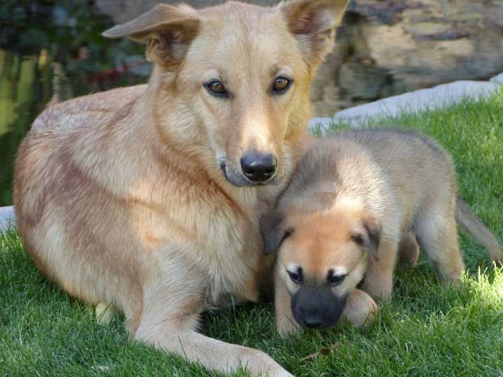 Chinook Puppies: Sun God Litter - Week 6
