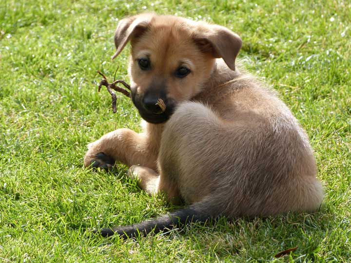 Chinook Puppies: Sun God Litter - Week 7