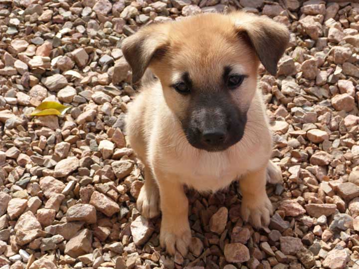 Chinook Puppies: Sun God Litter - Week 7