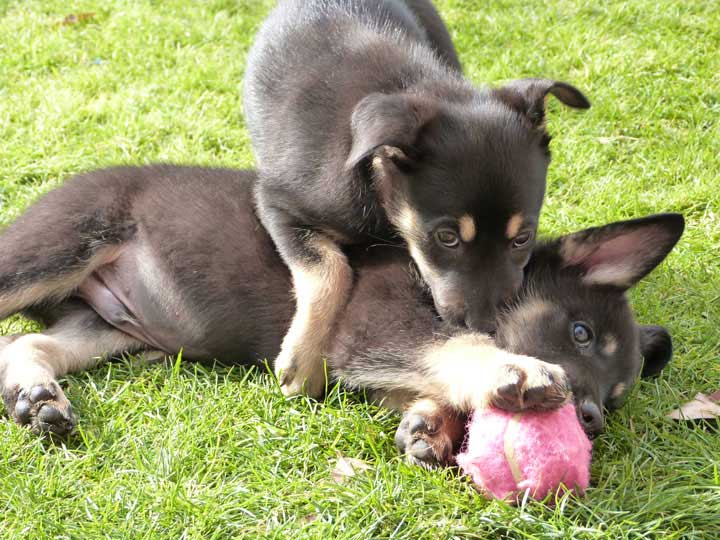 Chinook Puppies: Sun God Litter - Week 7