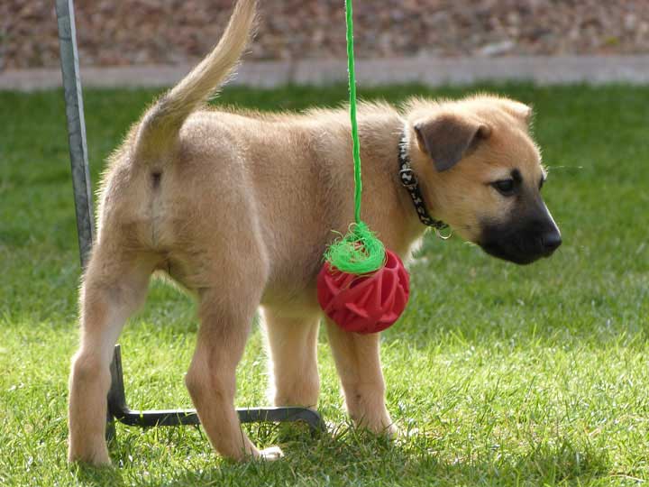 Chinook Puppies: Sun God Litter - Week 7