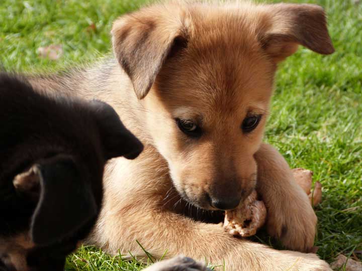 Chinook Puppies: Sun God Litter - Week 7