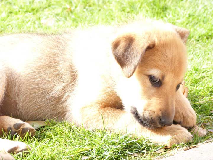 Chinook Puppies: Sun God Litter - Week 7