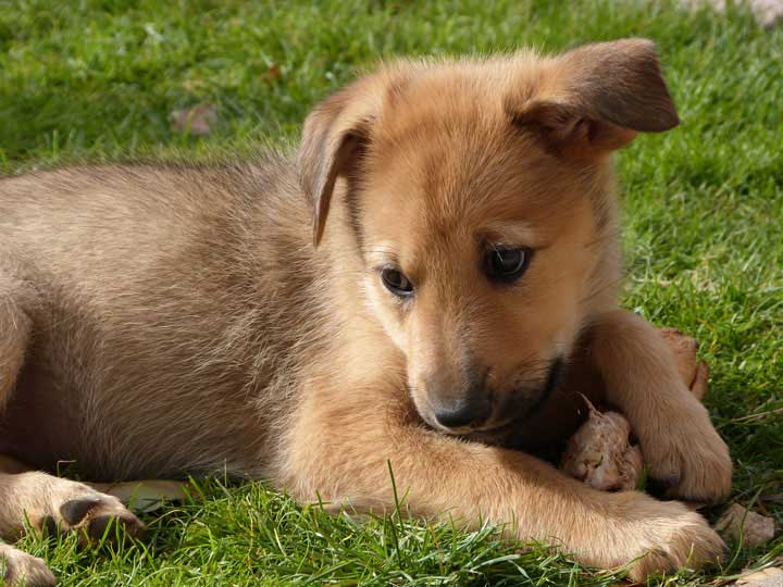 Chinook Puppies: Sun God Litter - Week 7