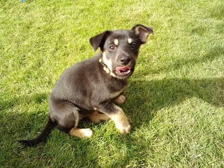 Chinook Puppies: Sun God Litter - Week 7