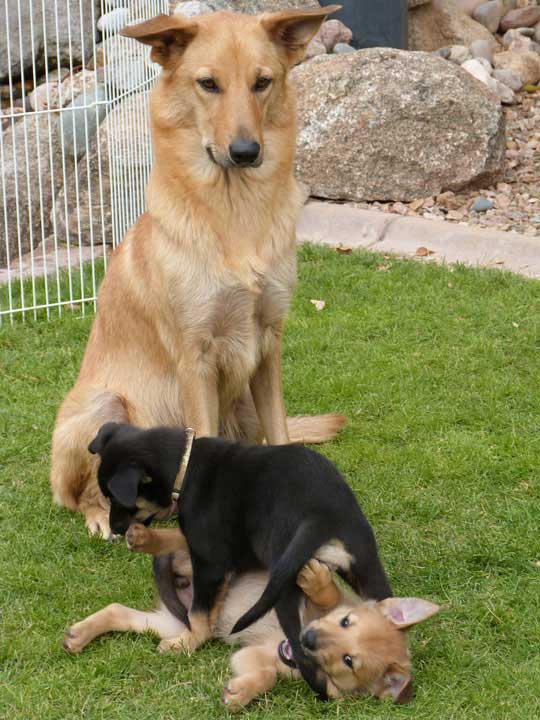 Chinook Puppies: Sun God Litter - Week 7
