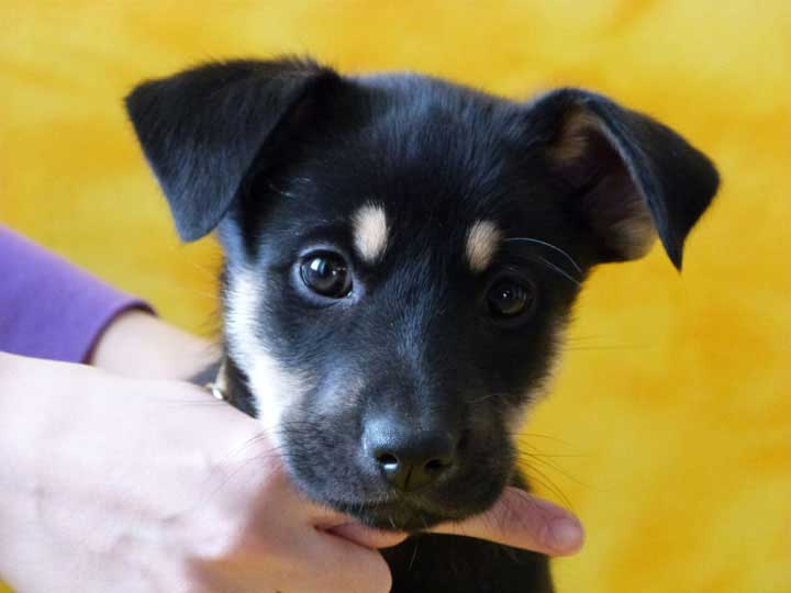 Chinook Puppies: Sun God Litter - Week 7