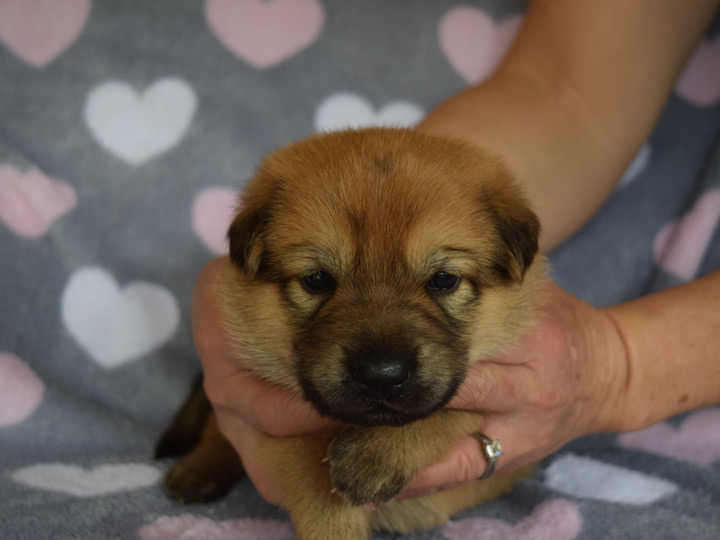Chinook Puppies: Sweetheart Litter - Week 2