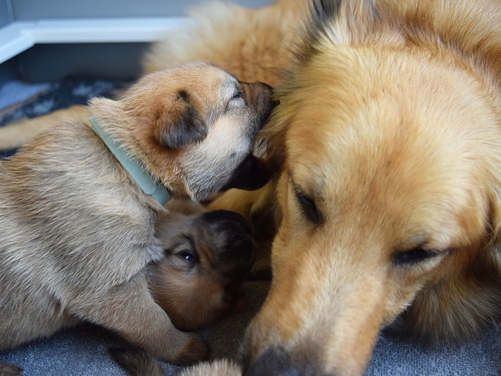 Chinook Puppies: Sweetheart Litter - Week 3