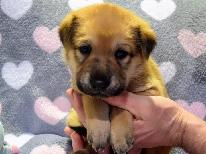 Chinook Puppies: Sweetheart Litter - Week 3