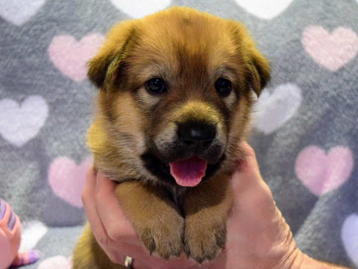 Chinook Puppies: Sweetheart Litter - Week 3