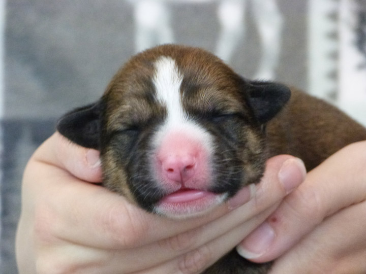 Chinook Puppies: Throne of Glass Litter - Birth