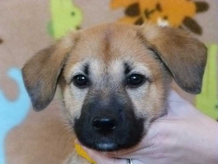 Chinook Puppies: Lion King Litter - Week 7