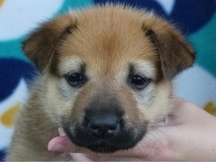 Chinook Puppies: Chicken Nugget Litter - Week 4