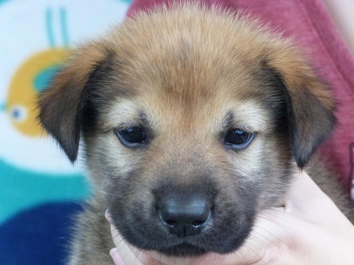 Chinook Puppies: Chicken Nugget Litter - Week 4