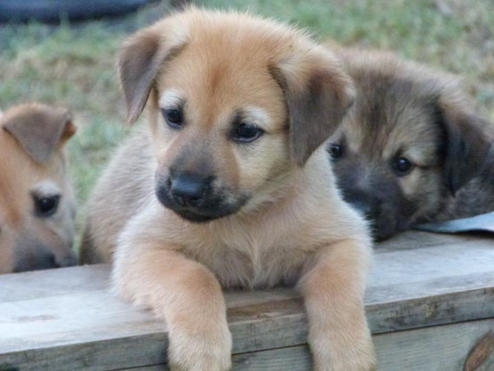 Chinook Puppies: Chicken Nugget Litter - Week 6