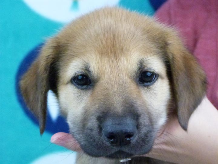 Chinook Puppies: Chicken Nugget Litter - Week 6