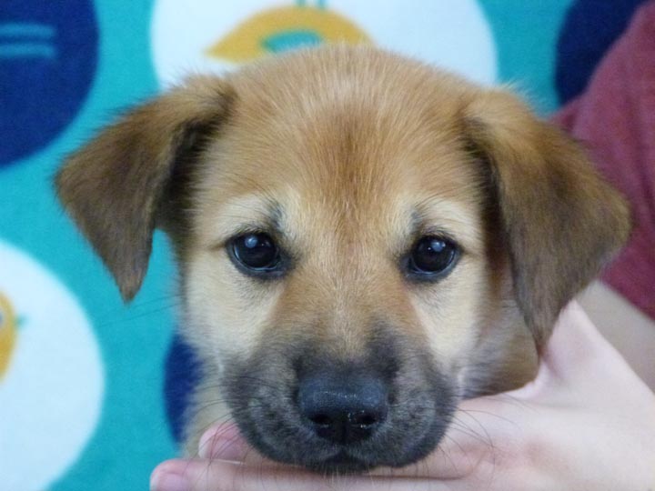 Chinook Puppies: Chicken Nugget Litter - Week 6