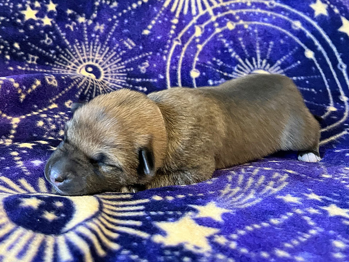 Chinook Puppies: Celestial Eclipse Litter - Birth