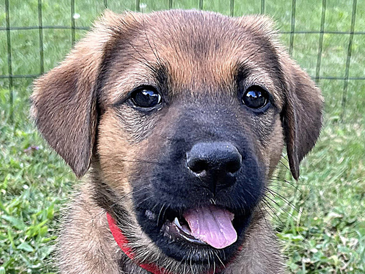 Chinook Puppies: Celestial Eclipse Litter - Week 7