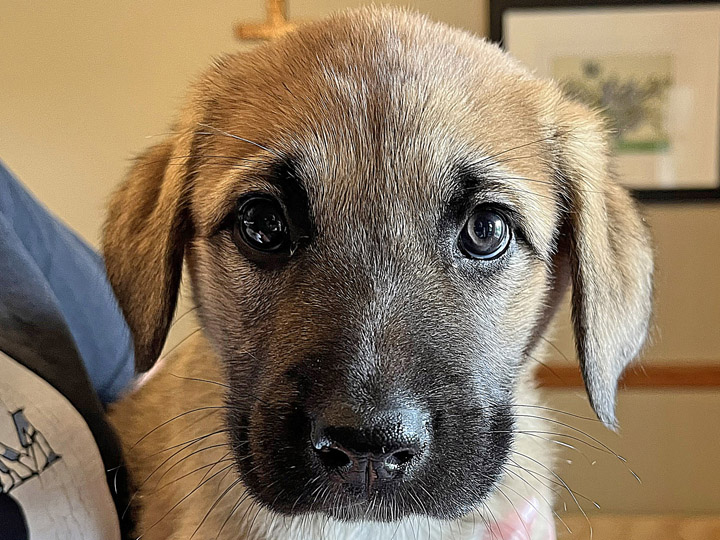 Chinook Puppies: Celestial Eclipse Litter - Week 7